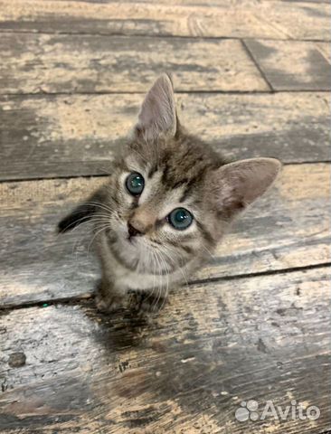 Кошка котенок в добрые руки