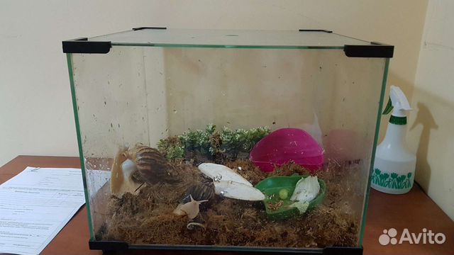 Террариум с улитками ахатинами