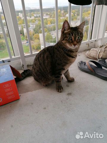 Кошка в добрые руки