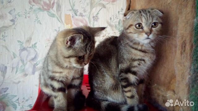 Шотландские девчонки