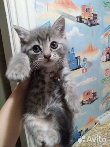Продаю котят