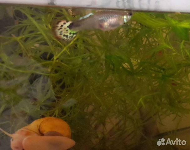 Гуппи обмен