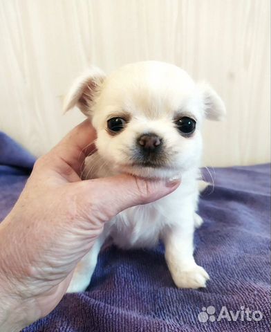 Чихуахуа мини куколка