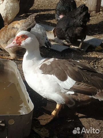 Индоутки семья