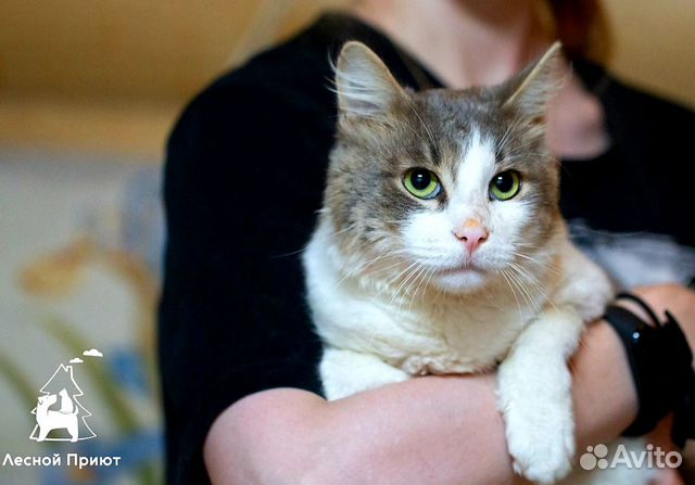 Кот Федот ждёт свою семью