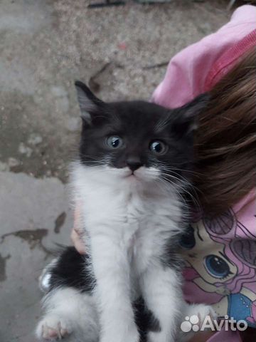 1 рыжик и 2 пушистика