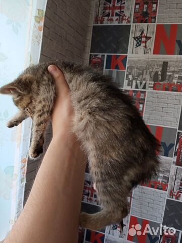 Отдам котенка (девочку) 1.5 мес