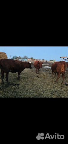 Коровы-красностепные