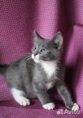 Котенок голубой с белым, мальчик