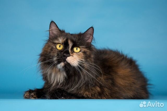 Фаня - ласковая пушистая и милая. Перс-классик. 3г