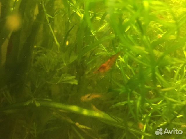 Аквариумные животные