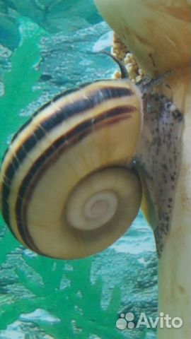 Улитки Мориза домашнего разведения