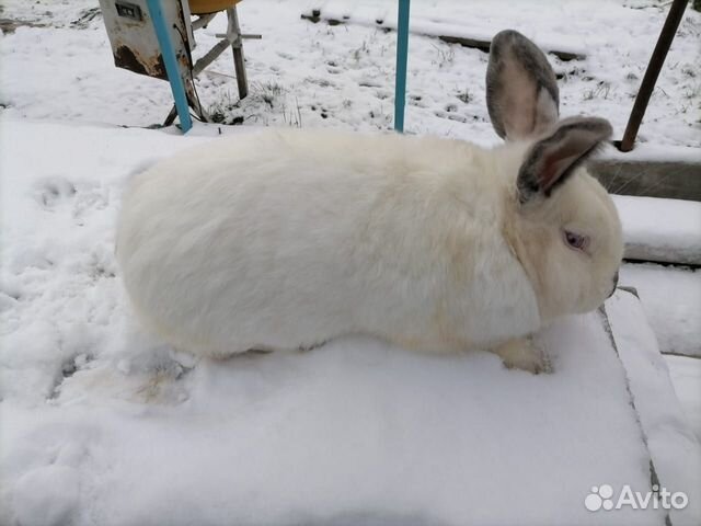 Продам крола Калифорнийца