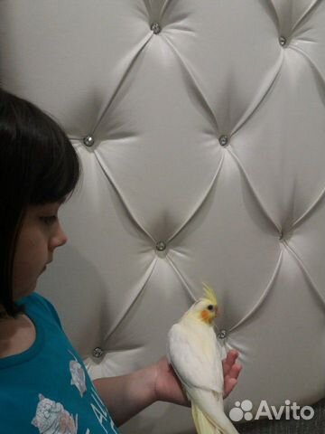 Корелла выкормыш ручной