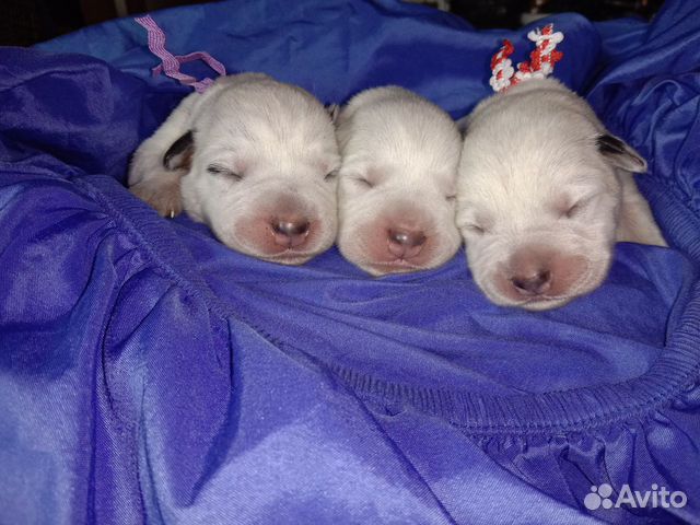 Австралийский хилер