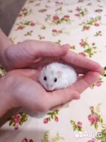 Хомяк джунгарский