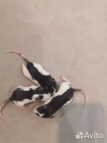 Крысята дамбо в резерв