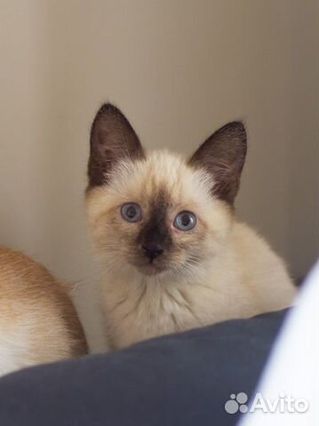 Котенок Агата