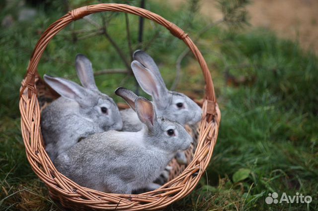 Кролики Советская Шиншилла на племя (разведение)