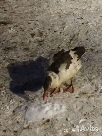 Утки, кролики