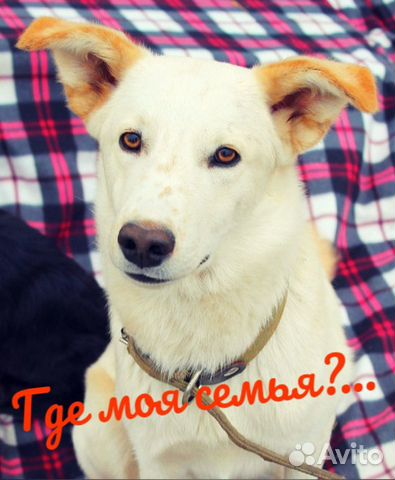 Щенок с конопушками, 2 недели на поиск дома