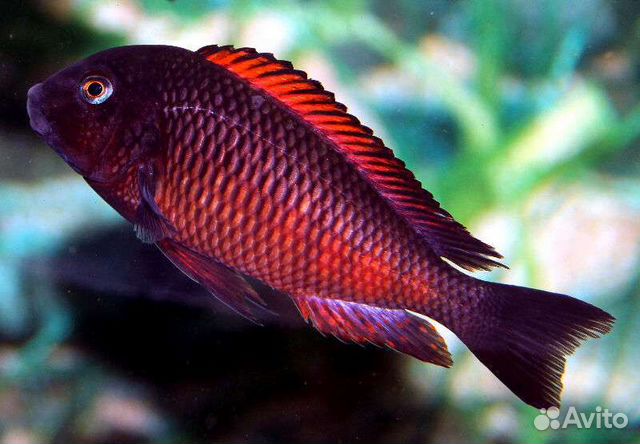 Трофеус Молиро