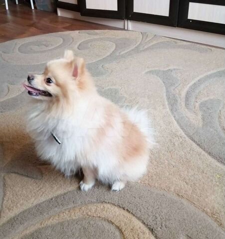 Померанский шпиц мини вязка