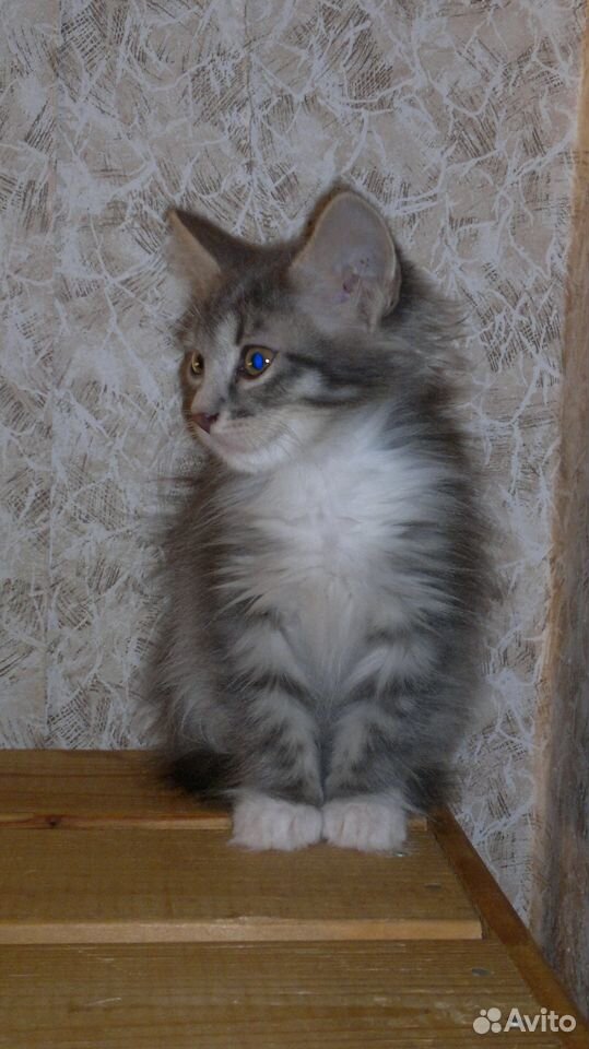 Котёнок-полусибирячок, 2 месяца