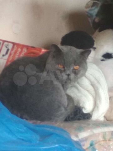 Найден британец