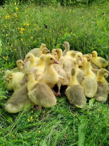 Продам суточных гусят, породистых циплят, индюшат