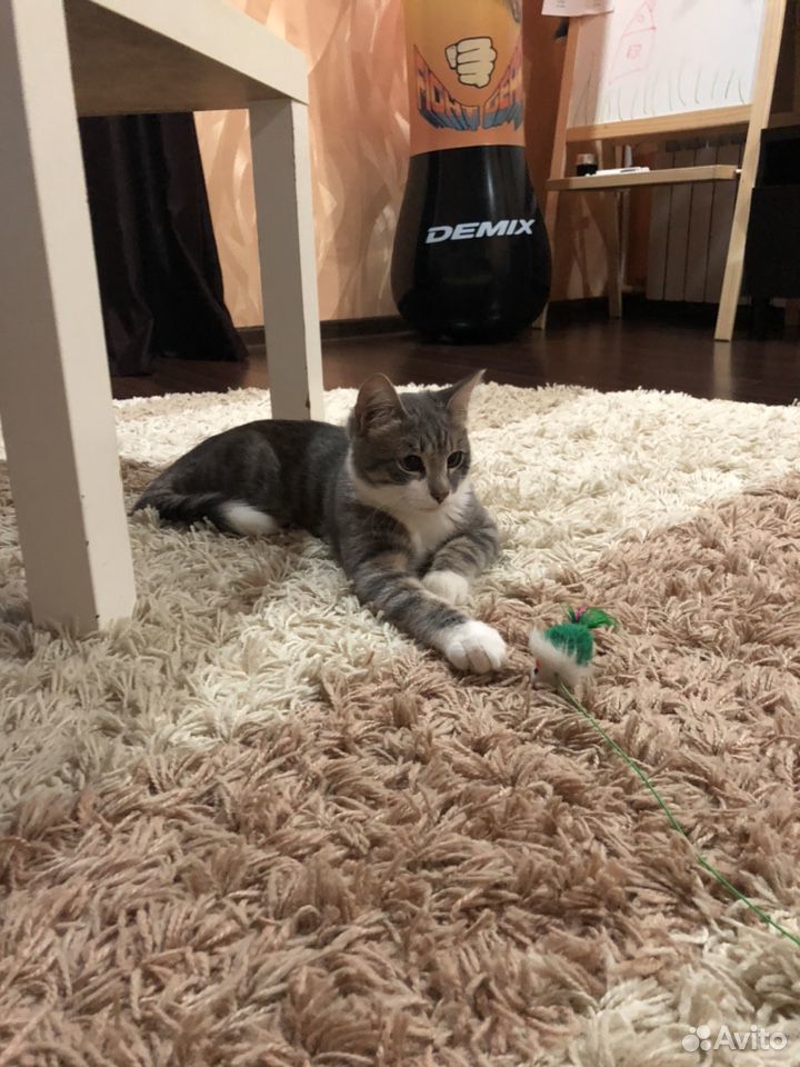 Котёнок в добрые руки