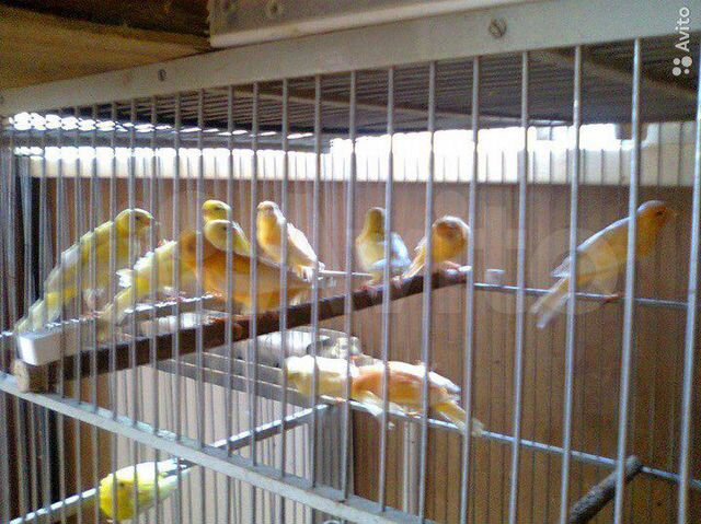 Продам канареек