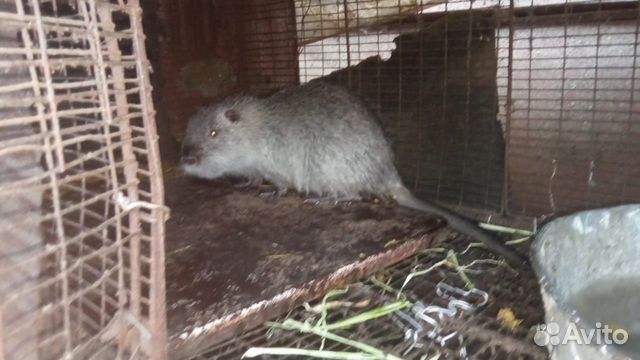 Самец нутрии на племя