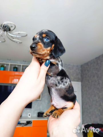 Карликовая такса