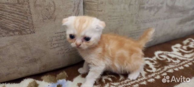 Шотландские котята