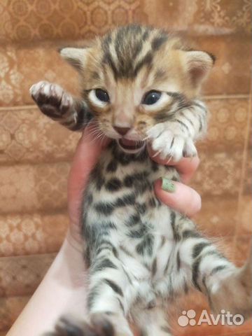 Бенгальская