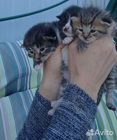 Кошки в добрые руки бесплатно