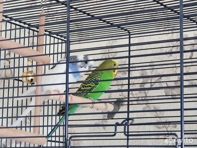 Два волнистых попугая с клеткой