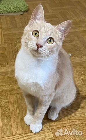 Солнечная, мурчливая, игривая Лолита ищет дом