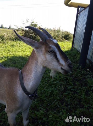 Коза дойная молочная