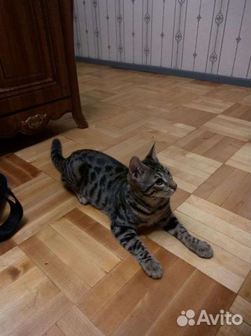 Бенгальская котёнок