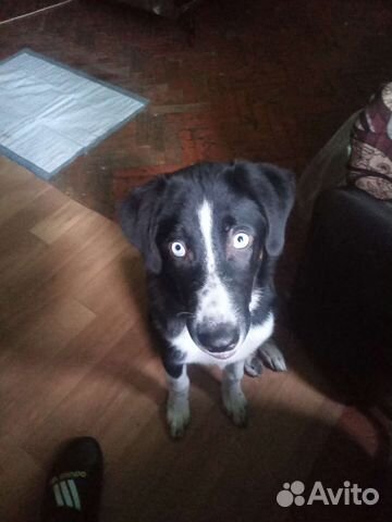 Собака в добрые руки щенок. Мастиф и Алабай
