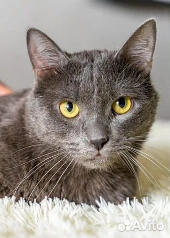 Серыш в самые лучшие ручки