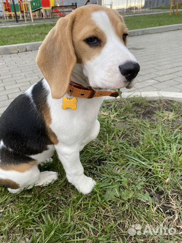 Бигль 6 месяцев