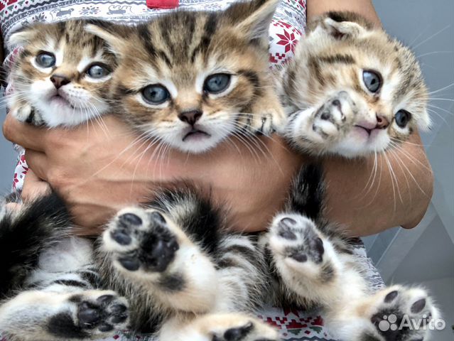 Шотландские котята