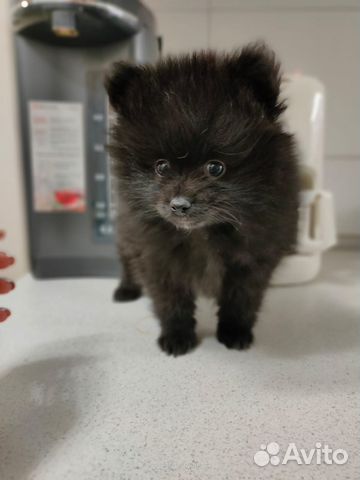 Черная красотка-помочка