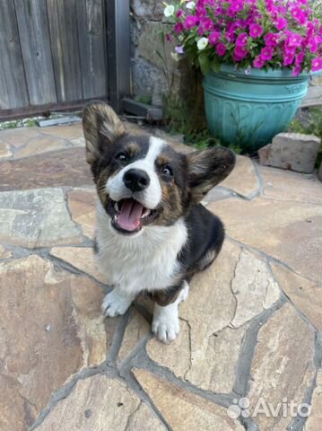 Щенки вельш-корги пемброк без документов