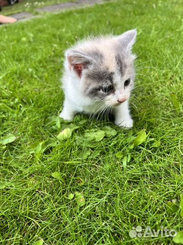 Котенок девочка 1 мес