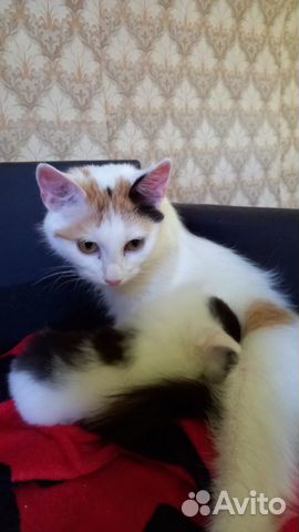 Подросток котенок