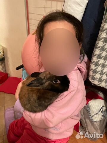 Отдам декоративные кролика в хорошие руки